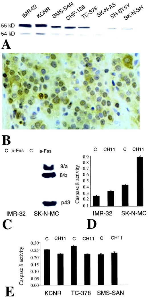Fas-mediated Apoptosis in Neuroblastoma Requires Mitochondrial ...
