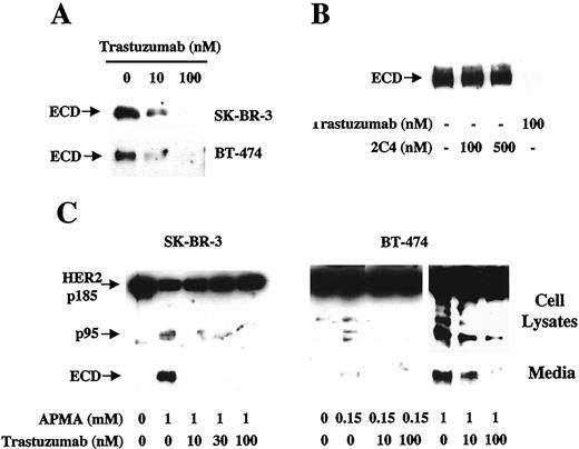 Trastuzumab (Herceptin), a Humanized Anti-HER2 Receptor Monoclonal ...