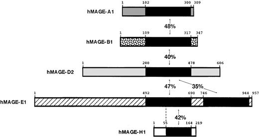 An Overview of the MAGE Gene Family with the Identification of All ...