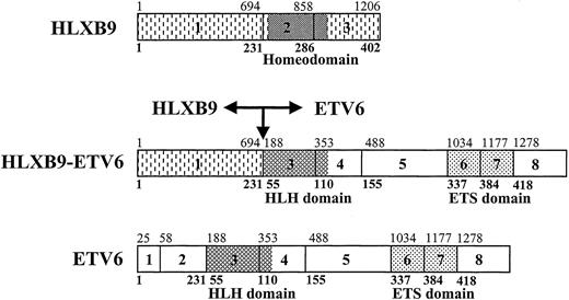 Fusion of the Homeobox Gene HLXB9 and the ETV6 Gene in Infant Acute ...