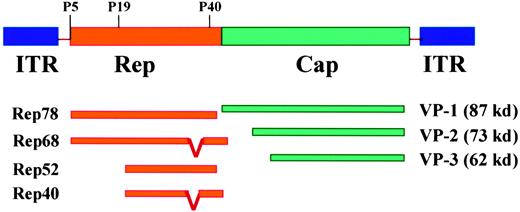 Adeno-associated Virus for Cancer Gene Therapy1 | Cancer Research ...