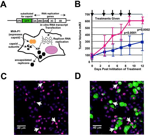 RNA Replicons Derived from Poliovirus Are Directly Oncolytic for Human ...
