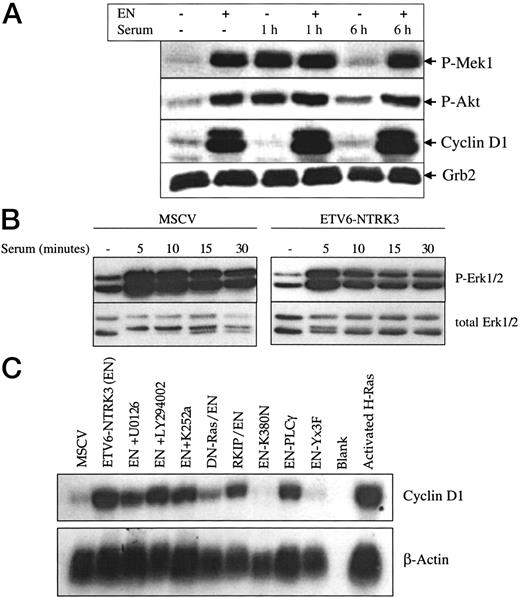The Chimeric Protein Tyrosine Kinase ETV6-NTRK3 Requires both Ras-Erk1 ...