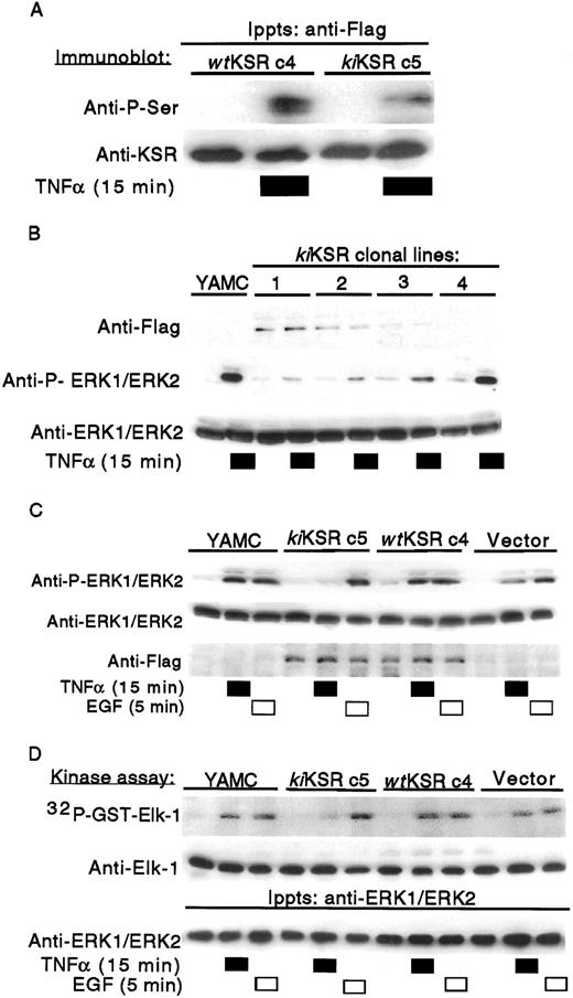 Kinase Suppressor of Ras Is Necessary for Tumor Necrosis Factor α ...