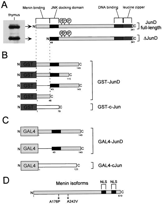 Differential Binding of the Menin Tumor Suppressor Protein to JunD ...
