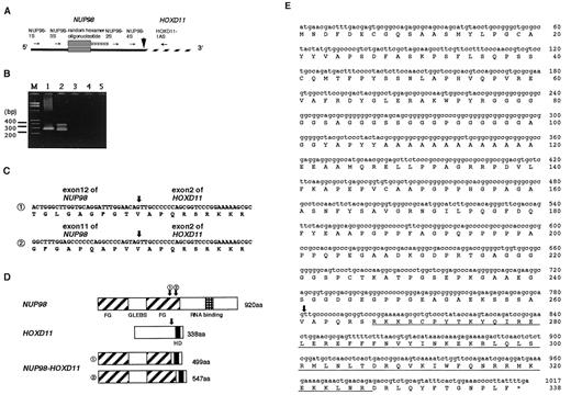 The HOXD11 Gene Is Fused to the NUP98 Gene in Acute Myeloid Leukemia ...