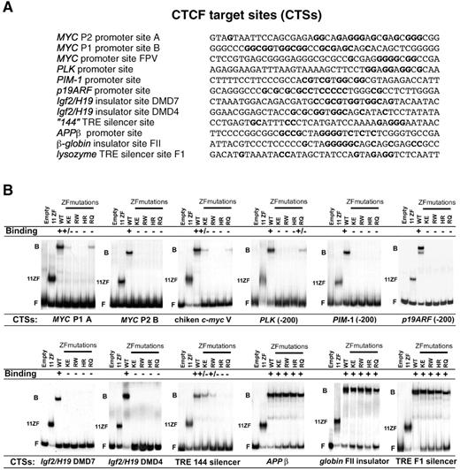 Tumor-associated Zinc Finger Mutations in the CTCF Transcription Factor ...