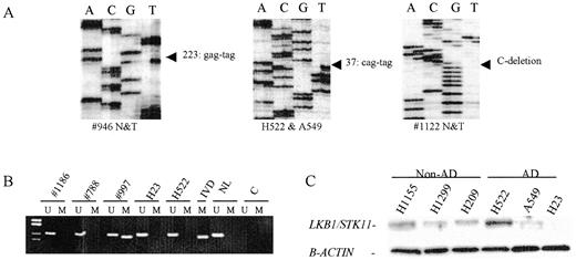 Inactivation of LKB1/STK11 Is a Common Event in Adenocarcinomas of the ...