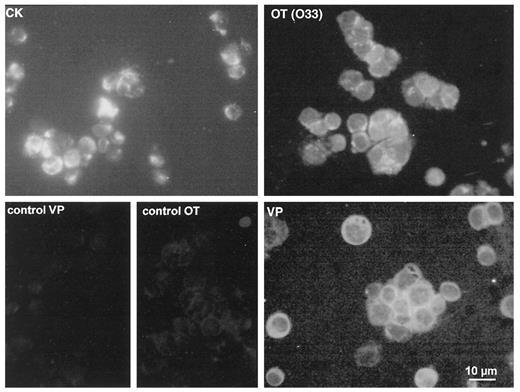 Oxytocin Synthesis and Oxytocin Receptor Expression by Cell Lines of ...