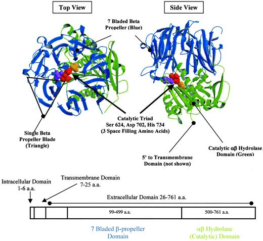 Promotion of Tumor Growth by Murine Fibroblast Activation Protein, a ...