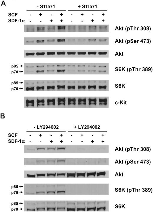 Regulation of Cellular Proliferation, Cytoskeletal Function, and Signal ...