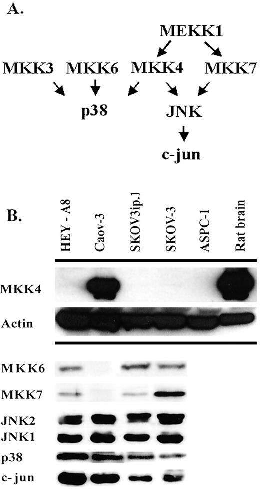 Mitogen-activated Protein Kinase Kinase 4 (MKK4) Acts as a Metastasis ...