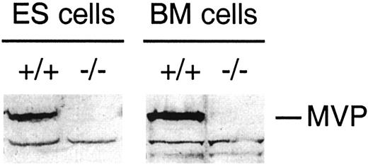 Disruption of the Murine Major Vault Protein (MVP/LRP) Gene Does Not ...