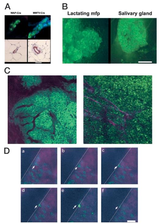 GFP Expression in the Mammary Gland for Imaging of Mammary Tumor Cells ...