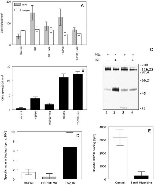 Identification of Heat Shock Protein 60 as a Molecular Mediator of α3β1 ...