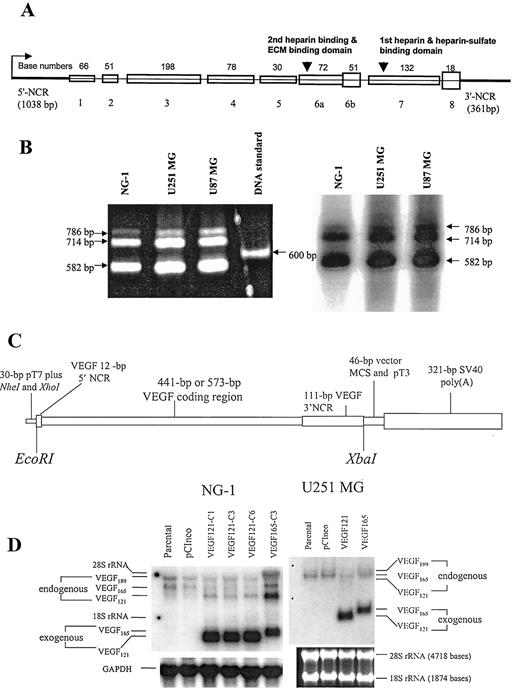 VEGF121, VEGF165 Overexpression Enhances Tumorigenicity in U251 MG but ...