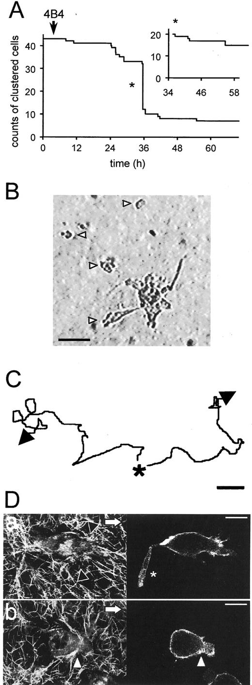 Collective Cell Movement in Primary Melanoma Explants | Cancer Research ...