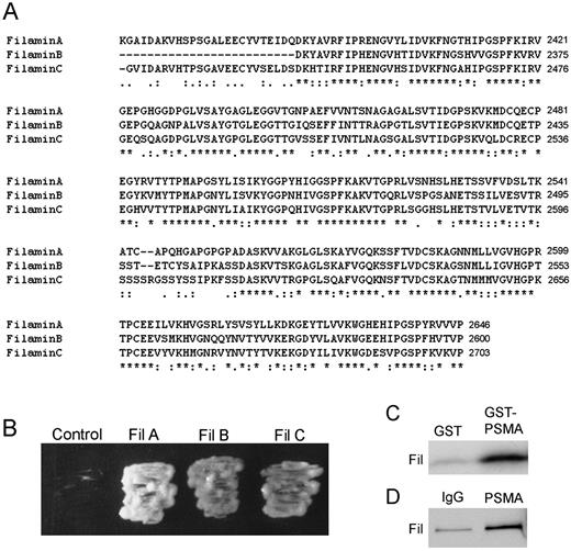 Prostate-specific Membrane Antigen Association with Filamin A Modulates ...
