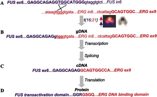 FUS/ERG Gene Fusions in Ewing’s Tumors | Cancer Research | American ...