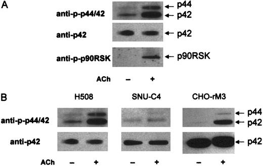Transactivation of the Epidermal Growth Factor Receptor Mediates ...