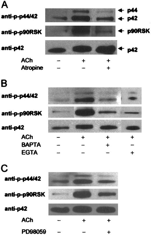 Transactivation of the Epidermal Growth Factor Receptor Mediates ...