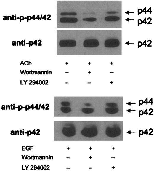 Transactivation of the Epidermal Growth Factor Receptor Mediates ...