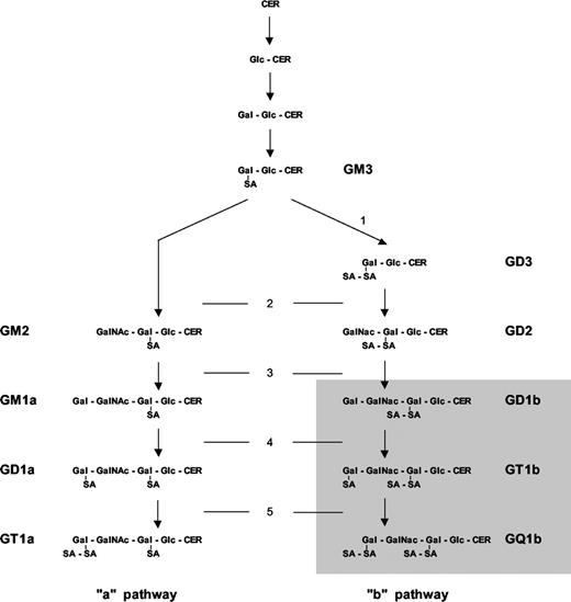 Biological Stratification of Human Neuroblastoma by Complex “B” Pathway ...