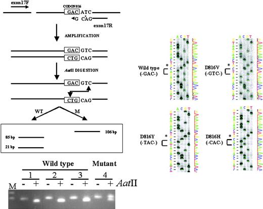 Stem Cell Factor Receptor (c-KIT) Codon 816 Mutations Predict ...