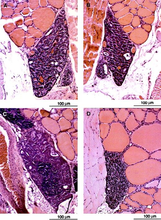 Parathyroid Gland-specific Deletion of the Mouse Men1 Gene Results in ...