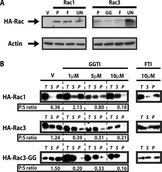 Rac1 and Rac3 Are Targets for Geranylgeranyltransferase I Inhibitor ...