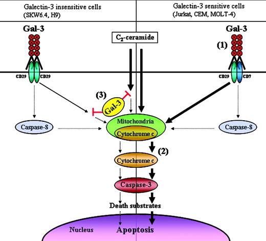 CD29 and CD7 Mediate Galectin-3-Induced Type II T-Cell Apoptosis ...