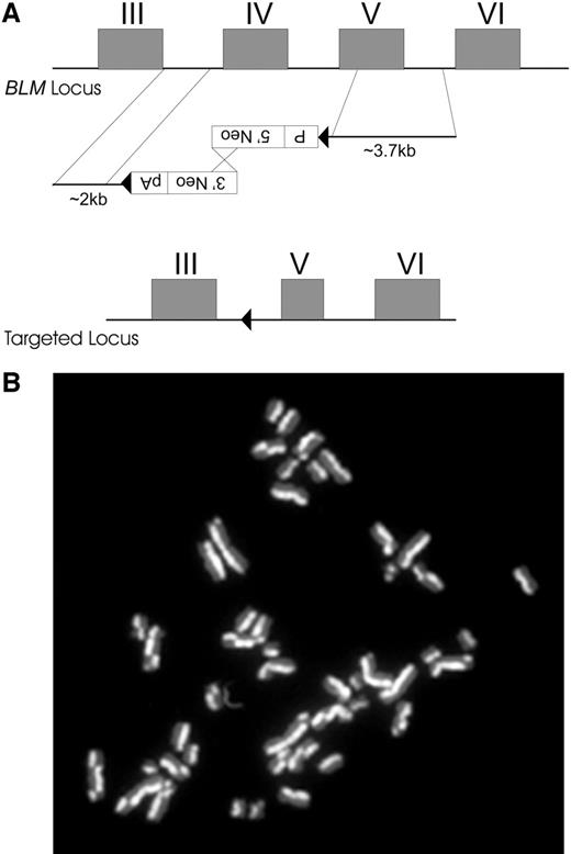 Hyper-Recombination and Genetic Instability in BLM-Deficient Epithelial ...