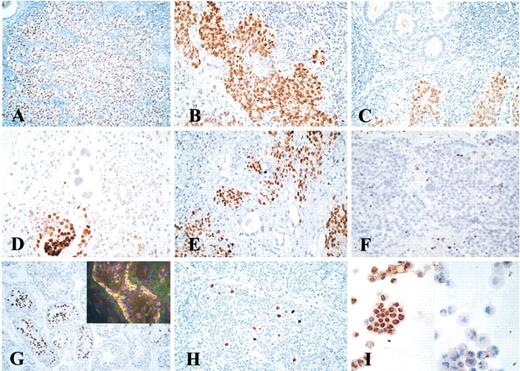 POU5F1 (OCT3/4) Identifies Cells with Pluripotent Potential in Human ...