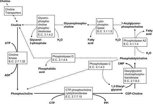 Molecular Causes of the Aberrant Choline Phospholipid Metabolism in ...
