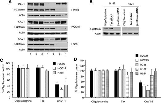 Different Roles for Caveolin-1 in the Development of Non-Small Cell ...