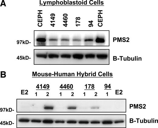 Mismatch Repair Gene PMS2 | Cancer Research | American Association for ...