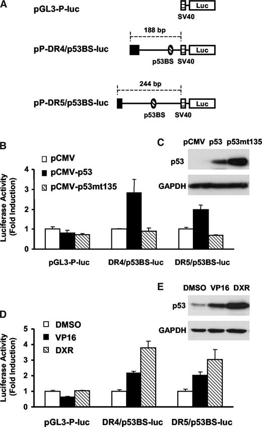 p53 Upregulates Death Receptor 4 Expression through an Intronic p53 ...