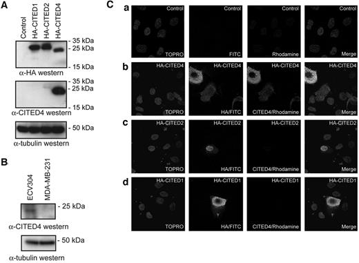 CITED4 Inhibits Hypoxia-Activated Transcription in Cancer Cells, and ...
