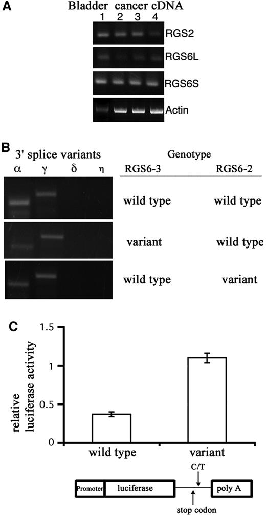 A Functional Polymorphism in RGS6 Modulates the Risk of Bladder Cancer ...