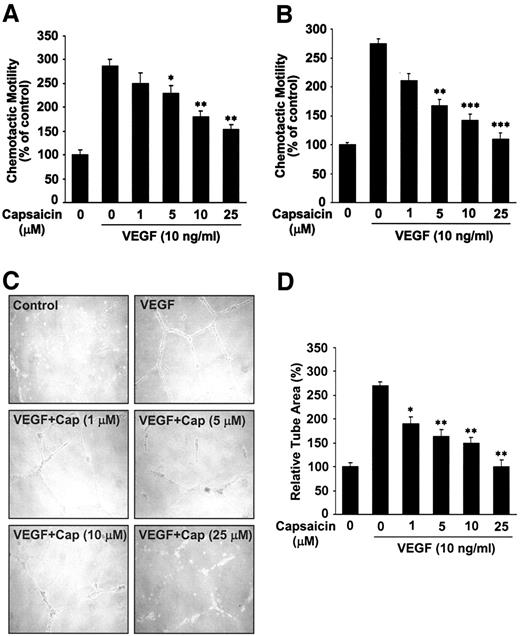Capsaicin Inhibits in Vitro and in Vivo Angiogenesis | Cancer Research ...