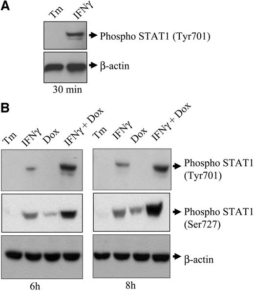 STAT1 | Cancer Research | American Association for Cancer Research