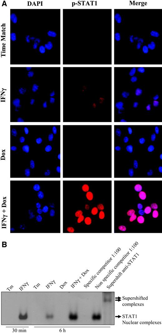 STAT1 | Cancer Research | American Association for Cancer Research