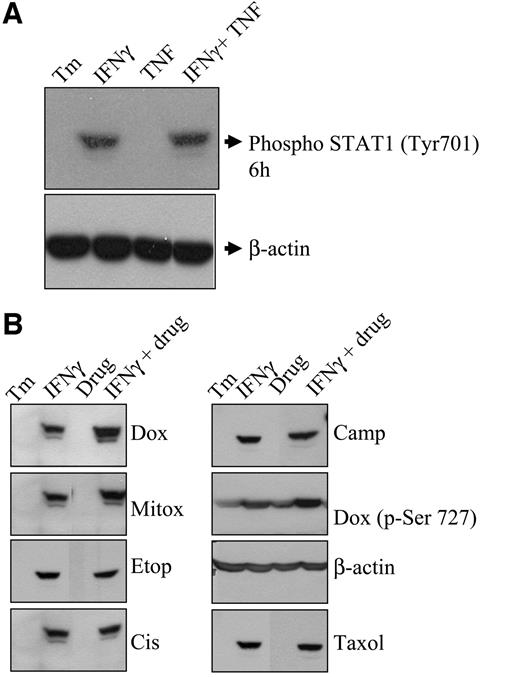 STAT1 | Cancer Research | American Association for Cancer Research