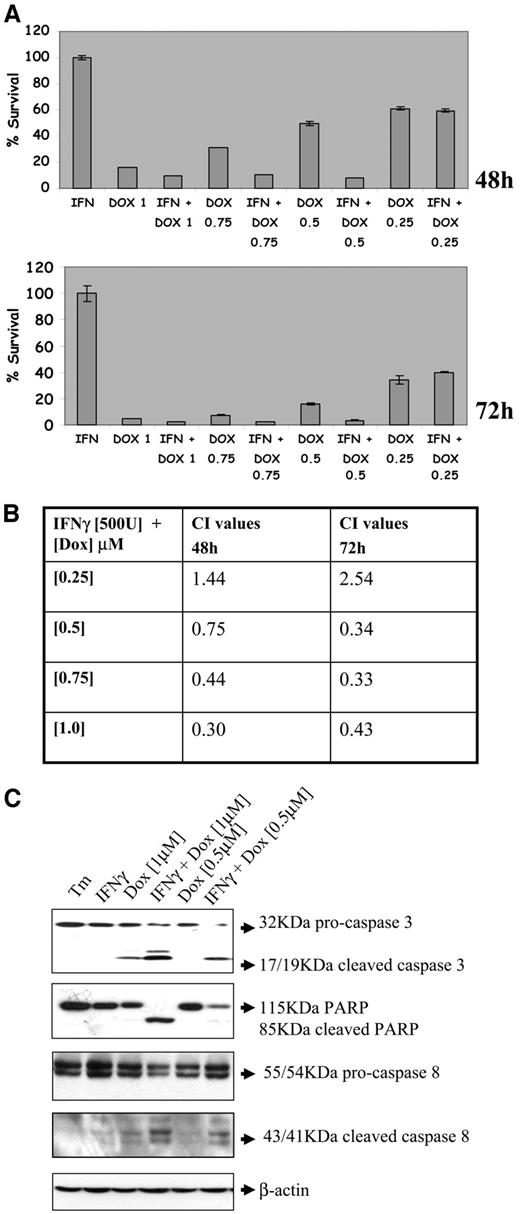 STAT1 | Cancer Research | American Association for Cancer Research