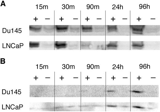 Bone Morphogenetic Protein (BMP)-6 Signaling and BMP Antagonist Noggin ...