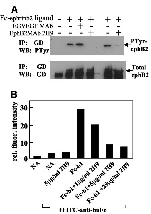 EphB2 as a Therapeutic Antibody Drug Target for the Treatment of ...