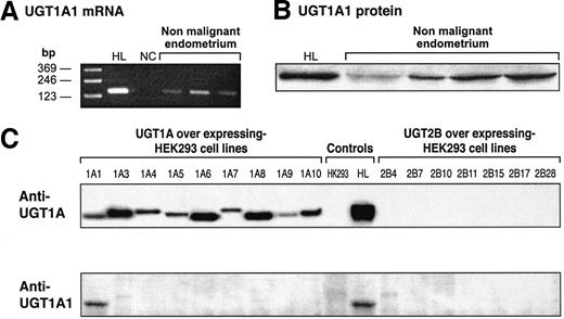 The Functional UGT1A1 Promoter Polymorphism Decreases Endometrial ...