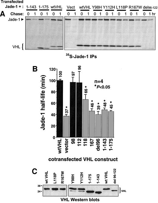 Tumor Suppressor von Hippel-Lindau (VHL) Stabilization of Jade-1 ...