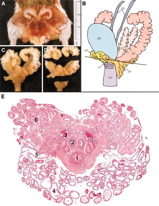 Prostate Pathology of Genetically Engineered Mice: Definitions and ...
