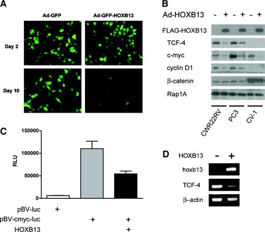 HOXB13 Homeodomain Protein Suppresses the Growth of Prostate Cancer ...